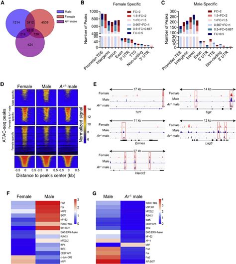 Androgen Receptor Mediated Cd8 T Cell Stemness Programs Drive Sex Differences In Antitumor