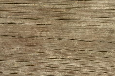 Tree Bark Vector At Getdrawings Free Download