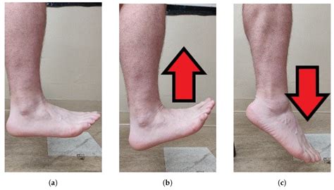 Plantar Flexion And Dorsiflexion One For All