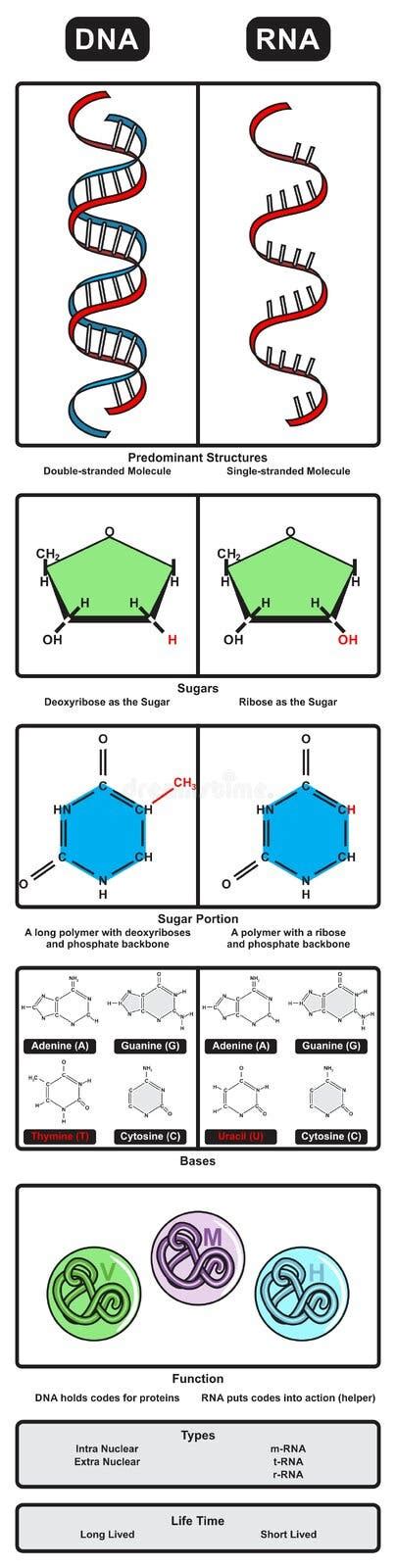 Vs Rna Stock Illustrations 18 Vs Rna Stock Illustrations Vectors