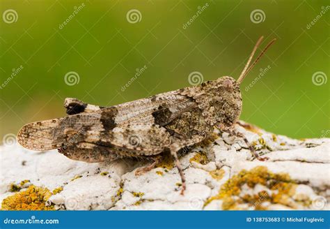 The Blue Winged Grasshopper Oedipoda Caerulescens In Czech Republic