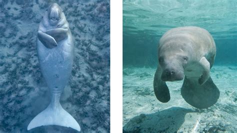Female Dugong Dugong Vs Manatee Whats The Difference Department