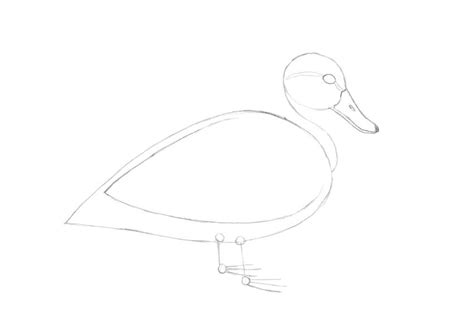 How To Draw A Duck Envato Tuts