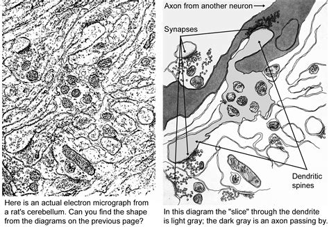 Neuron Electron Microscope