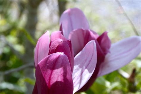 杜の舟 ・morinofune・ 紫木蓮