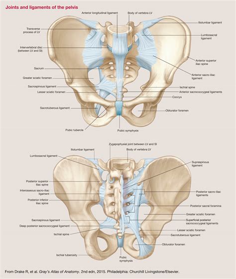 Clinically Applied Anatomy Of The Pelvis Surgery Oxford