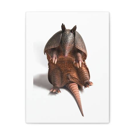 Funny Armadillo Silly Armadillo Inside Wall Art Ready To Hang Unframed