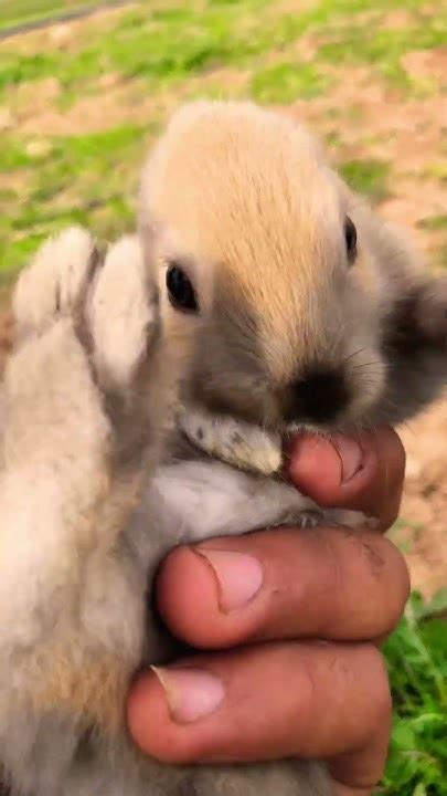 ارناب كيوت 🥰🙊 Youtube