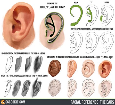 Facial Reference The Ears By Cgcookie On Deviantart