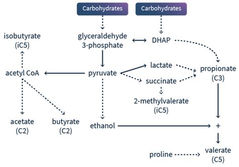 Valeric Acid Metabolon
