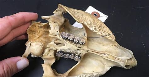 Paca Skull Album On Imgur