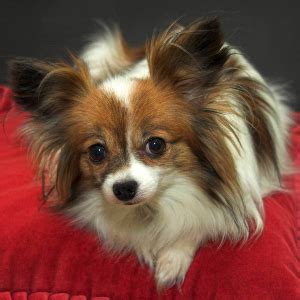Brown Papillon Puppies