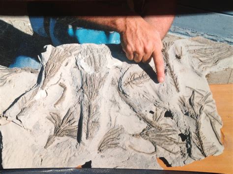 Isocrinus Sp Mass Mortality Plate Crinoids And Blastoids The Fossil Forum