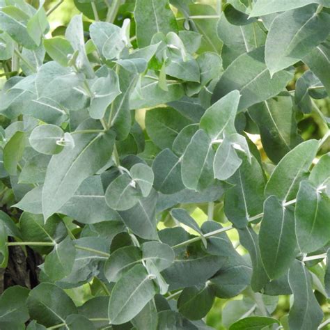 Eucalyptus Globulus Compacta