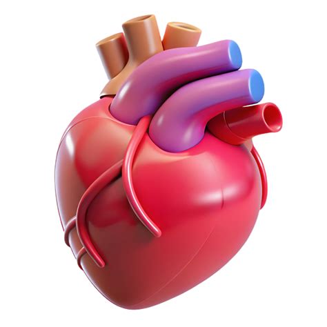Spectacular Dynamic Classic Heart Human Organ No Background With