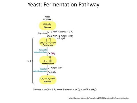 Ppt Yeast Fermentation Pathway Powerpoint Presentation Free