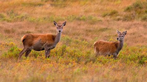 Naturescot To Enact Compulsory Deer Cull On Sutherland Estate Shooting Uk