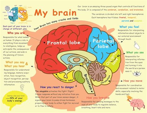 Premium Vector Brain Functions Poster
