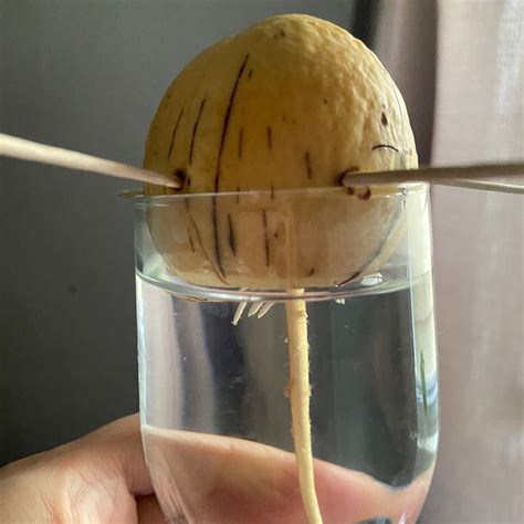 Propagating Your Avocado 🥑 Step By Step Guide