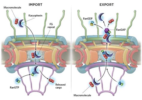 Infographic The Nuclear Pore Complex The Scientist Magazine®
