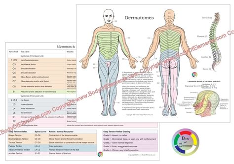 Upper Extremity Dermatomes Upper Limb Dermatomes Quiz