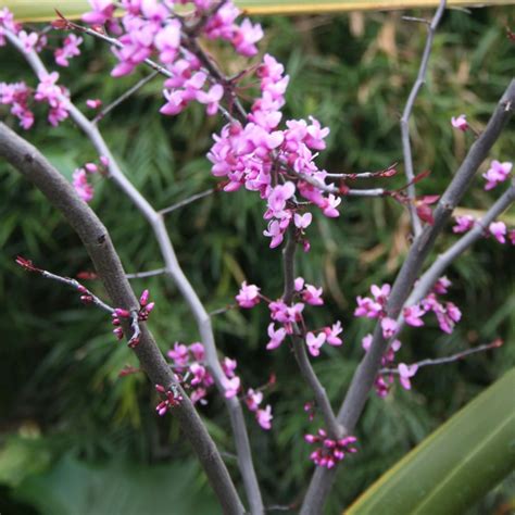 Western Redbud Tree Cercis Occidentalis Multi