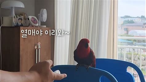 앵무무 아기앵무새 앵무새훈련 Youtube