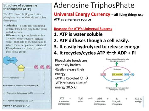 ATP – Structure & Function/ Anaerobic and Aerobic Respiration Mitochondria Structure and ...