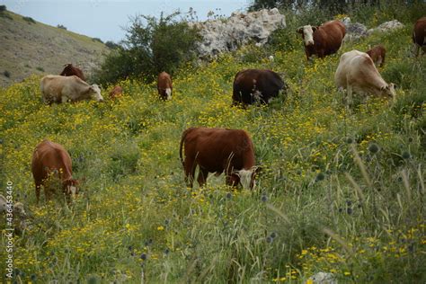 Cattle Grazing On The Green Hills Of Galilee Under Arbel Mount Arbel