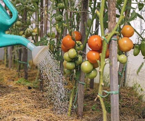How To Increase Tomato Yields 10 Ways To Boost Your Harvests