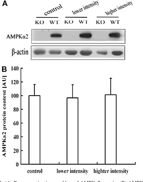 Figure 1 From Glut4 Is Not Essential For Exercise Induced Exaggerated