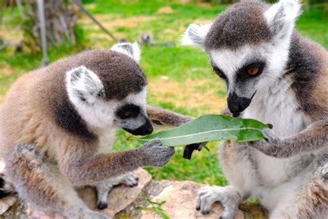 Breaking The Solitude Myth The Surprising Social Lives Of Early Primates