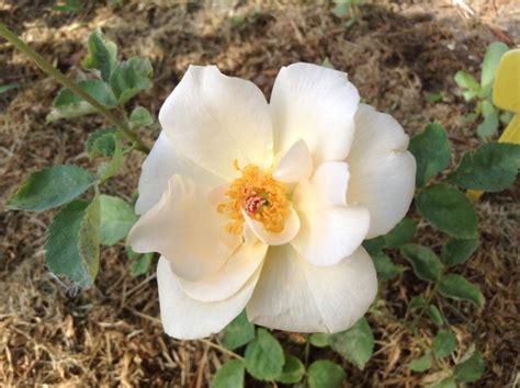 Профиль пользователя Olgiata Энциклопедия роз