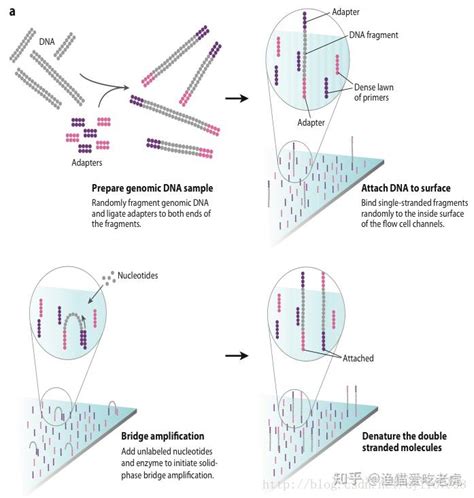 一代、二代、三代测序技术原理与比较 知乎