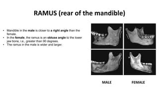 Skull And Mandible 2pptx