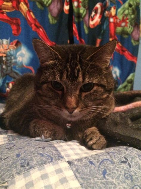 My Chonky Girl Rcatpictures