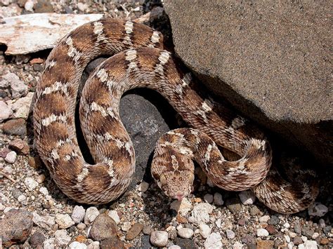 Egyptian Saw Scaled Viper Facts And Pictures