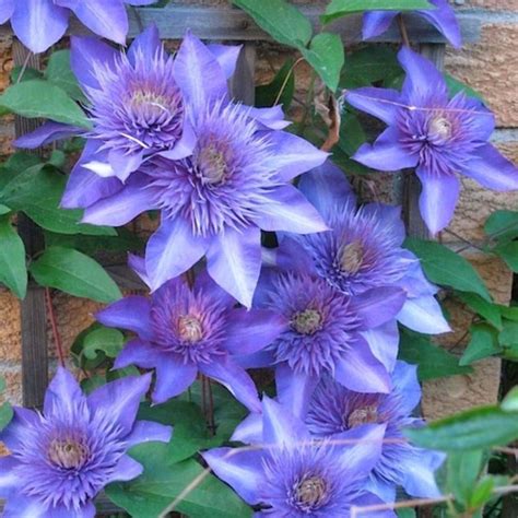 Clematis Multi Blue Knippel Garden Centre