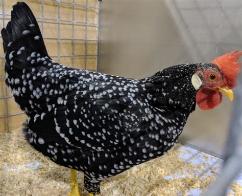 Chicken Feather Patterns With Breed Examples Pictures And Video Cluckin