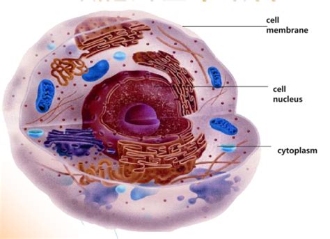 What Are The Differences Between Hydrogenated Lecithin