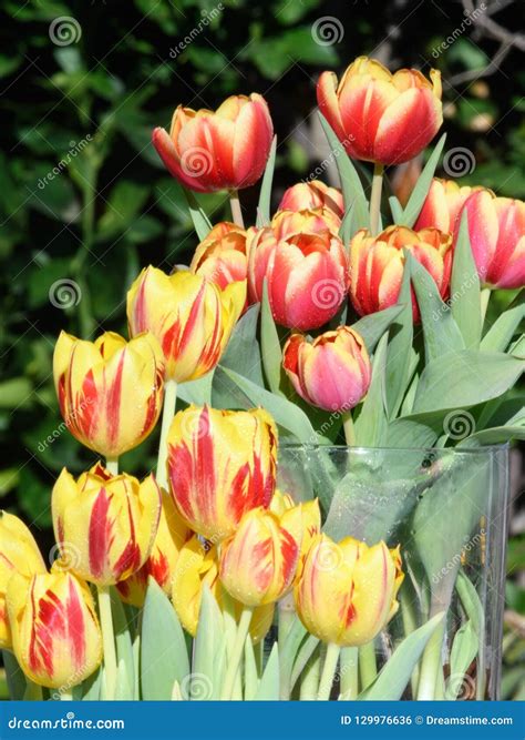 Tulipanes En Amarillo Y Rojo Foto De Archivo Imagen De Rojo Amarillo