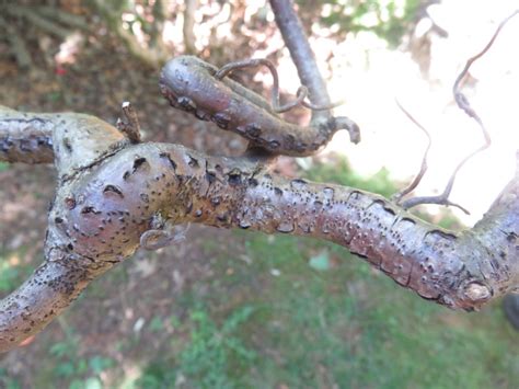 Act Quickly Against Eastern Filbert Blight What Grows There Hugh Conlon Horticulturalist