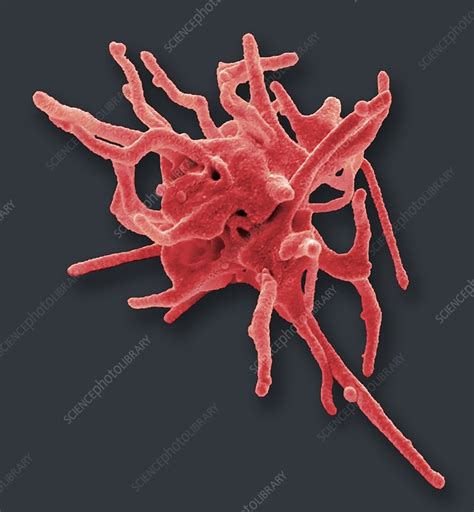 Activated Platelet Sem Stock Image C038 6645 Science Photo Library