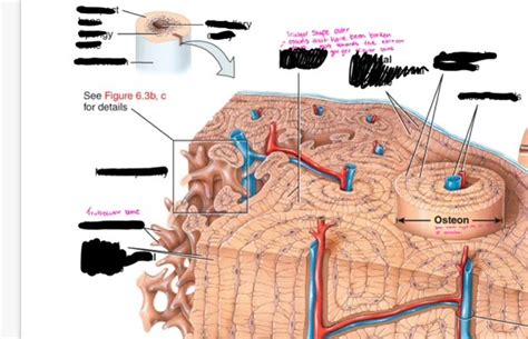 Diagram Of Labeling Of Bone Quizlet