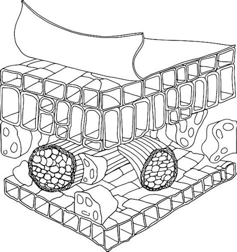 Best Xylem Illustrations Royalty Free Vector Graphics And Clip Art Istock