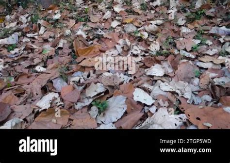 Sal Tree Stock Videos And Footage Hd And 4k Video Clips Alamy