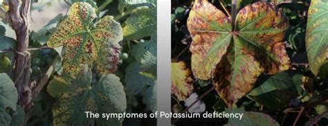 Potassium Deficiency Agrivi