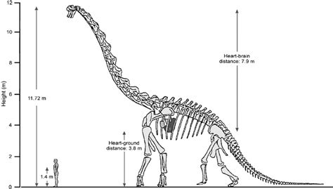 1 Comparison Of The Body Heart Size And Vertical Distances Between A