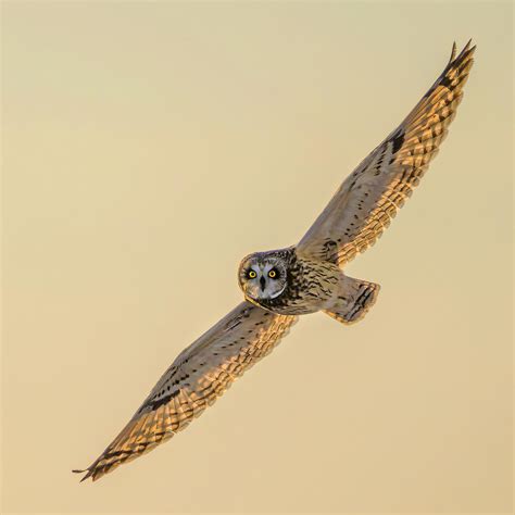 Eye Contact Photograph By Jian Xu Fine Art America