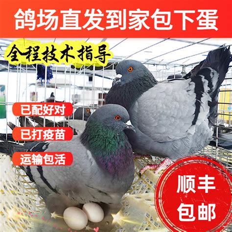 王鸽种鸽元宝鸽，如何选择最适合你的鸽子伙伴？ 鸟 淘宝好物网